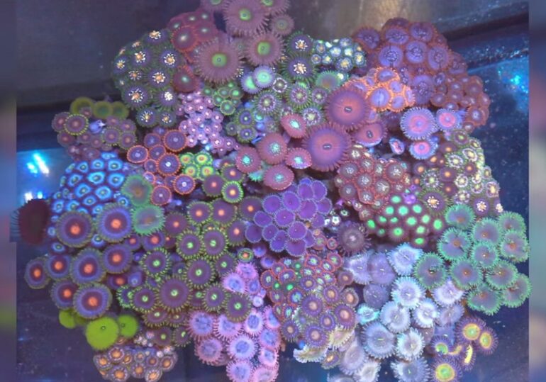 New Zoanthid Species Recruited to Fight Cancer | Reef Builders | The ...