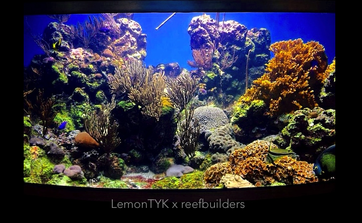 Steinhart Aquarium’s Caribbean display is a truly realistic ...