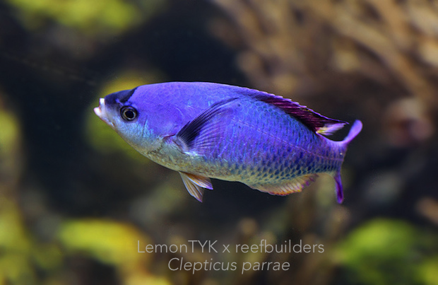 Steinhart Aquarium’s Caribbean display is a truly realistic ...