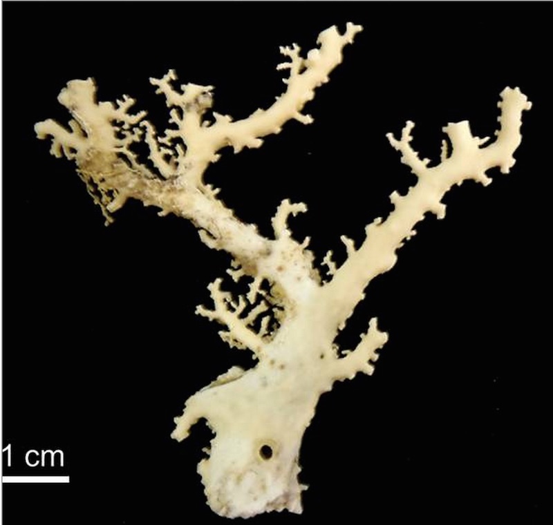 New species of Stylaster coral, Errina labrosa | Reef Builders | The ...