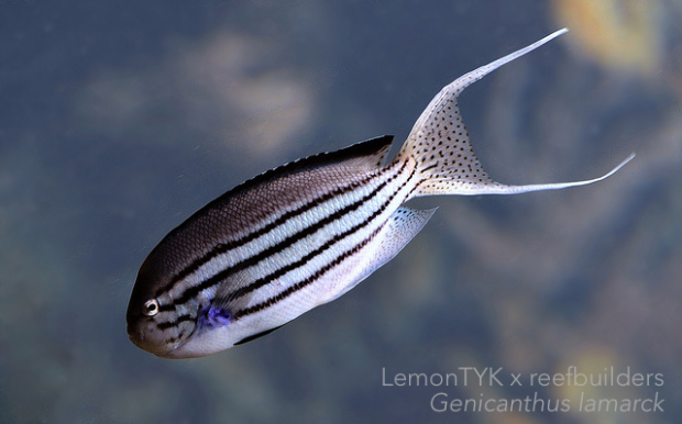 Awesome Fish Spotlight: Steinhart’s studly Genicanthus lamarck | Reef ...
