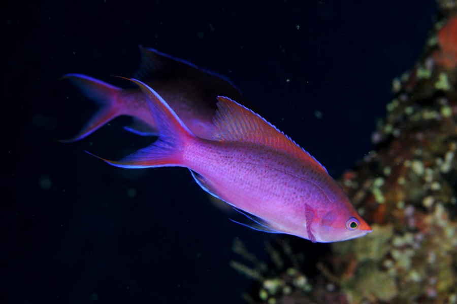 Awesome Fish Spotlight: Who took a tuka and made it pascalus? | Reef ...
