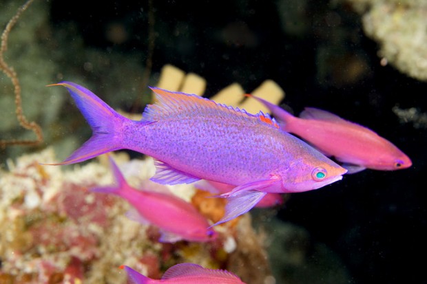 Awesome Fish Spotlight: Who took a tuka and made it pascalus? | Reef ...