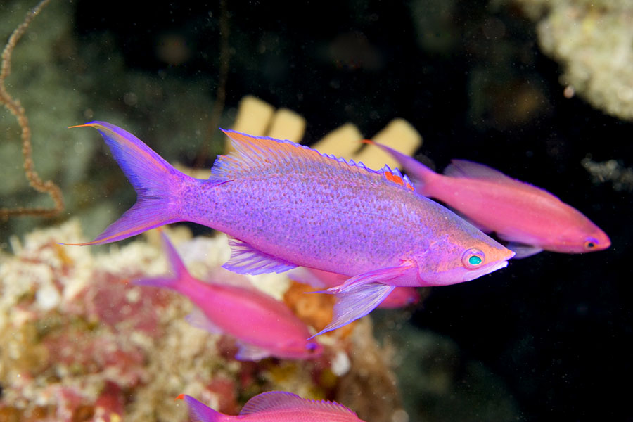 Awesome Fish Spotlight: Who took a tuka and made it pascalus? | Reef ...