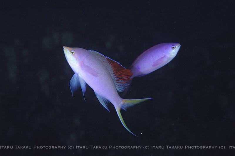 Awesome Fish Spotlight: Who took a tuka and made it pascalus? | Reef ...
