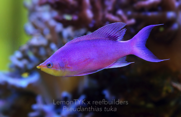 Awesome Fish Spotlight: Who took a tuka and made it pascalus? | Reef ...
