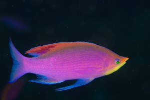 Awesome Fish Spotlight: Who took a tuka and made it pascalus? | Reef ...
