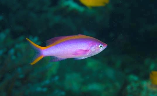 Awesome Fish Spotlight: Who took a tuka and made it pascalus? | Reef ...