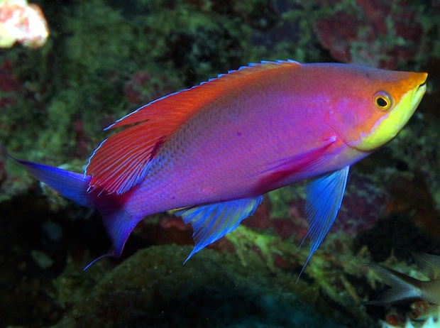 Awesome Fish Spotlight: Who took a tuka and made it pascalus? | Reef ...