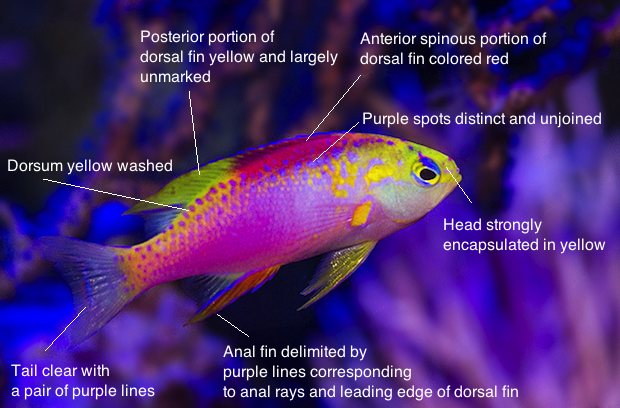 Diversity and forms of the Pseudanthias ventralis species flock: How ...