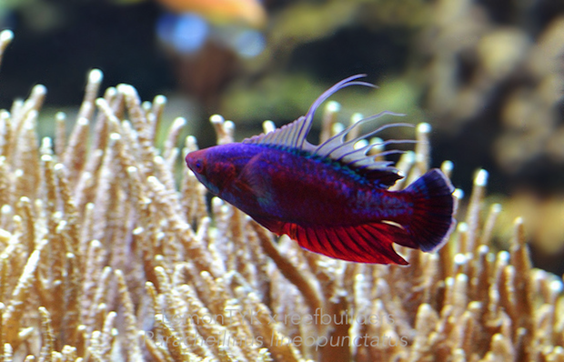 The Suzanne and Walter Scott Aquarium might just be Omaha’s best kept ...