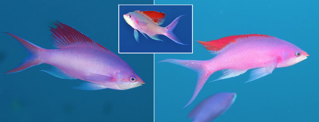 Awesome Fish Spotlight: Who took a tuka and made it pascalus? | Reef ...