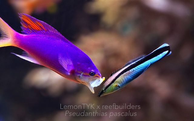 Awesome Fish Spotlight: Who took a tuka and made it pascalus? | Reef ...