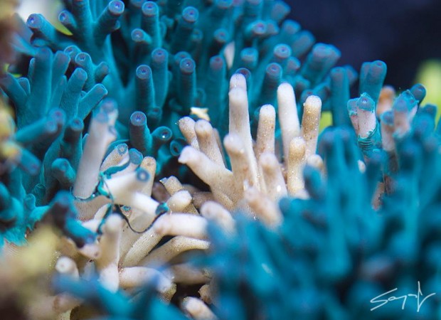Lots of things can kill corals, suicide is not one of them | Reef ...