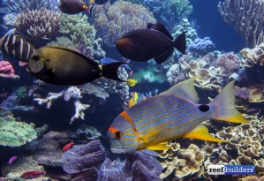 Threadfin Snapper Marine Aquarium Fish Marine Aquarium