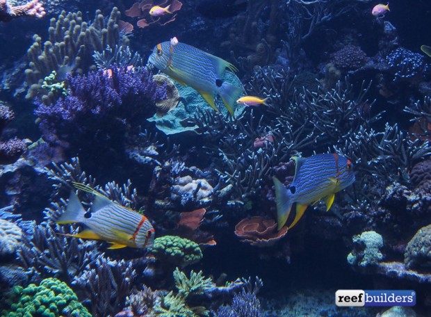 Threadfin snappers are living it up in Joe Yaiullo’s inland ocean ...