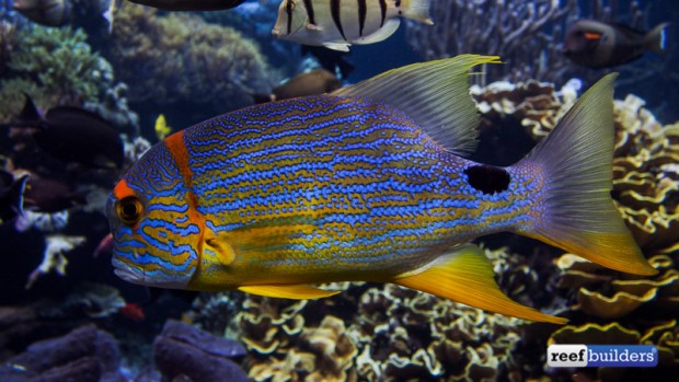 Threadfin snappers are living it up in Joe Yaiullo’s inland ocean ...