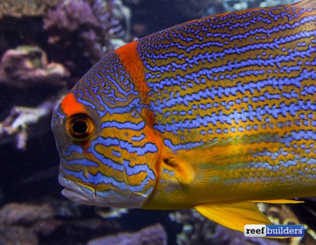 Threadfin snappers are living it up in Joe Yaiullo’s inland ocean ...