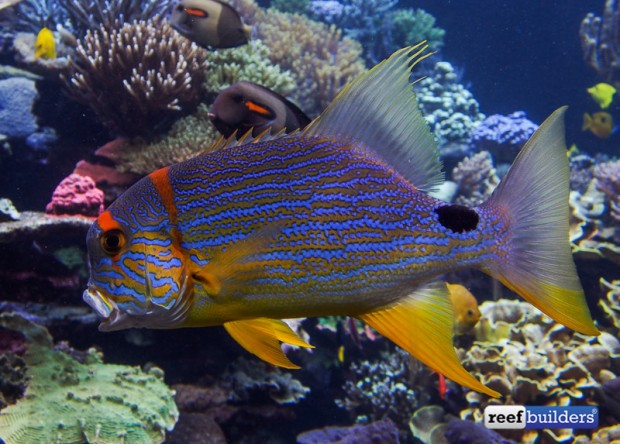 Threadfin Snapper Marine Aquarium Fish Marine Aquarium