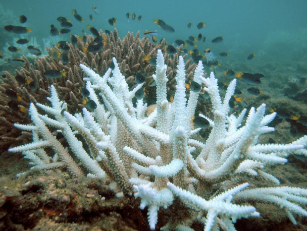 Lots of things can kill corals, suicide is not one of them | Reef ...