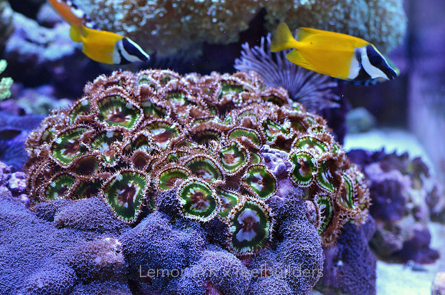 Amazing Aquarium’s soft coral display will lull you into a hypnotic ...