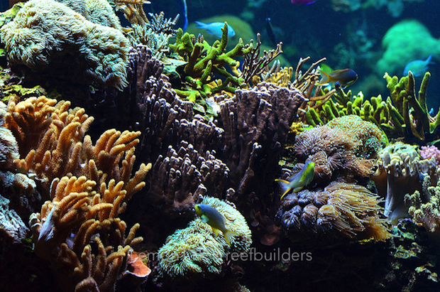 The Suzanne and Walter Scott Aquarium might just be Omaha’s best kept ...