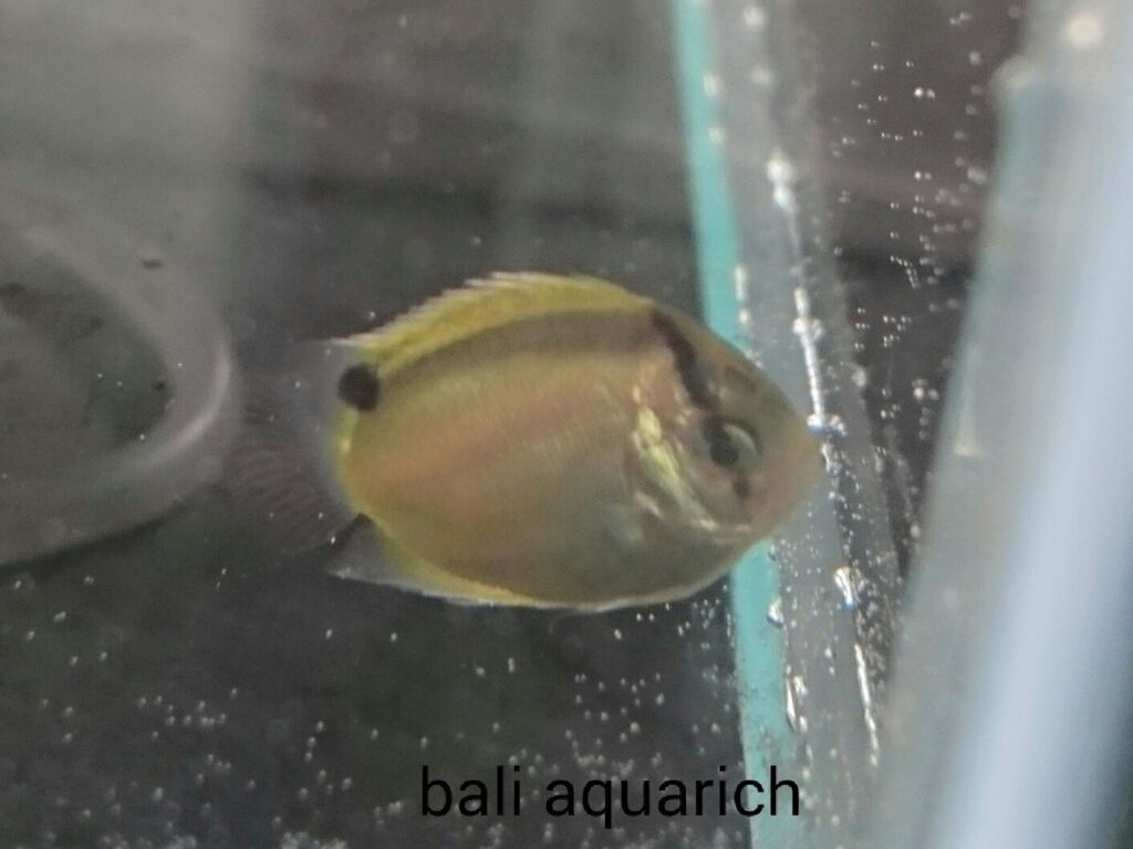 Bali Aquarich successfully raises the flagfin angelfish | Reef Builders ...