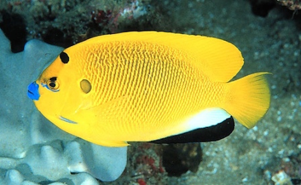 Bali Aquarich successfully raises the flagfin angelfish | Reef Builders ...