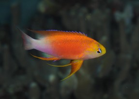 10 Rare Hawaiian Aquarium Fish | Reef Builders | The Reef and Saltwater ...