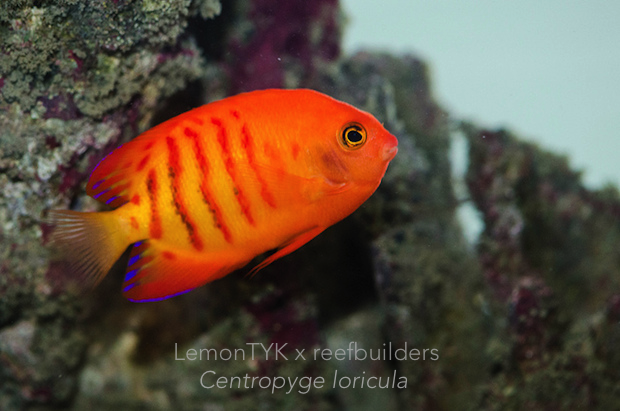 Awesome Fish Spotlight: Solar Flare, the hypomelanistic flame angelfish ...