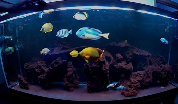 Fisheye view of my saltwater fish only aquarium | Reef Builders | The ...