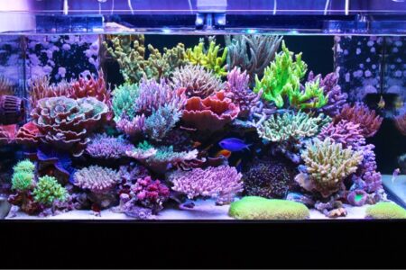 How to Care for SPS Corals | Reef Builders | The Reef and Saltwater Aquarium Blog
