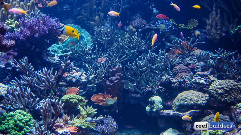 Long Island’s 20,000 gallon reef tank is STILL one of the best displays ...