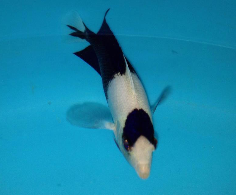 Half white ‘Panda’ bicolor angelfish collected by Walt Smith Fiji ...