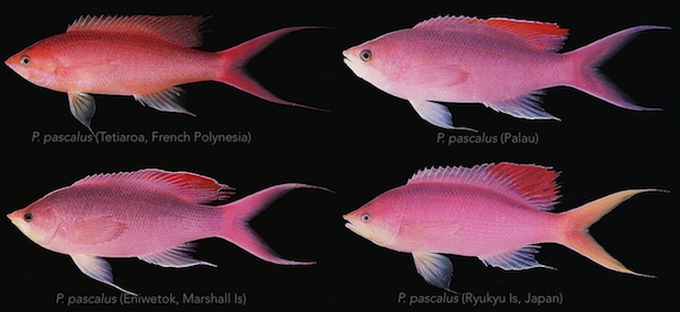 Awesome Fish Spotlight: Who took a tuka and made it pascalus? | Reef ...