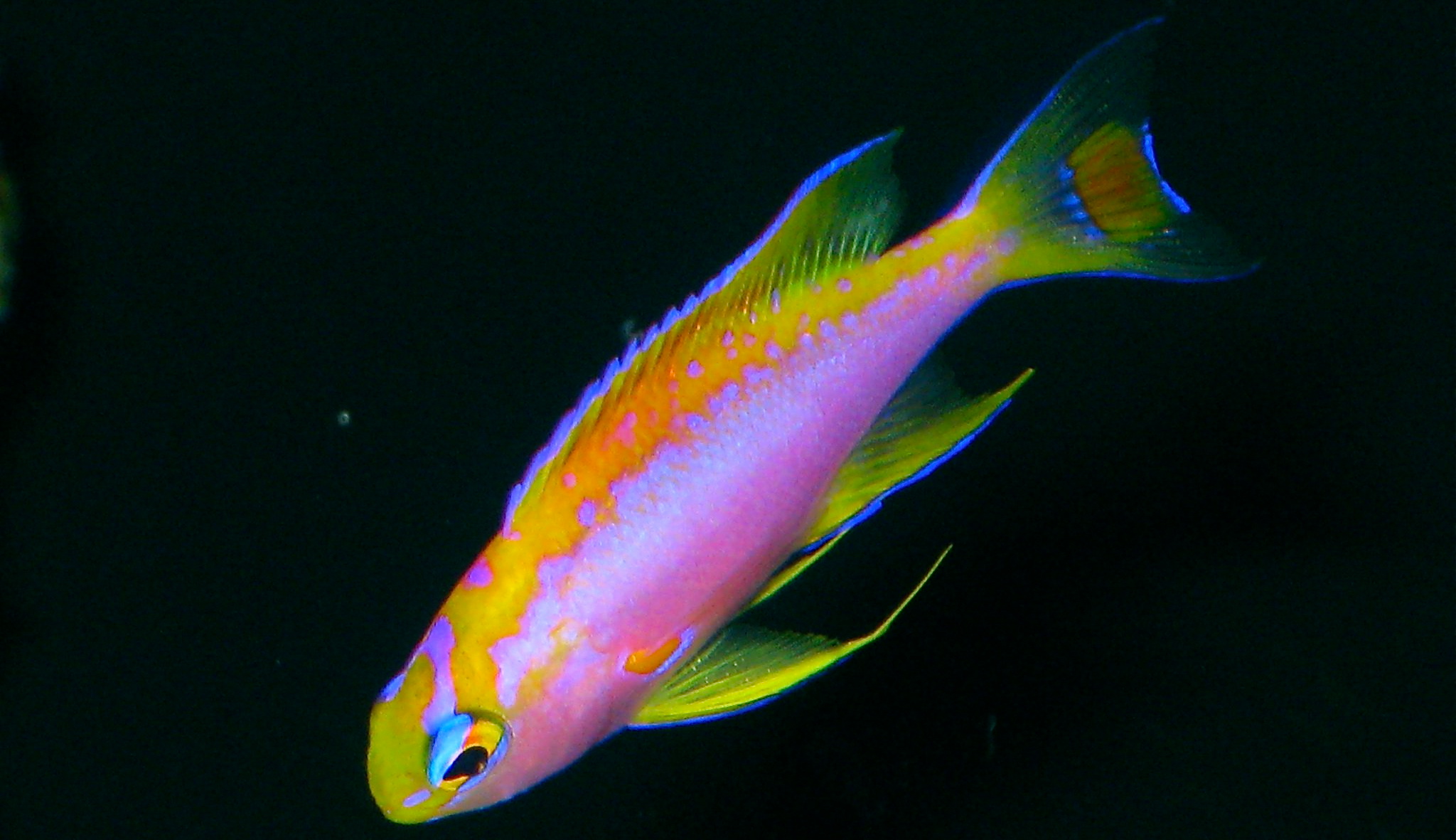 Diversity and forms of the Pseudanthias ventralis species flock: How ...
