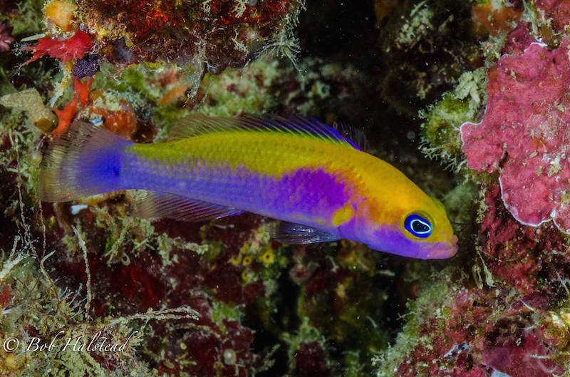 PNG’s Pictichromis aurifrons from Milne Bay show a gradient of color ...