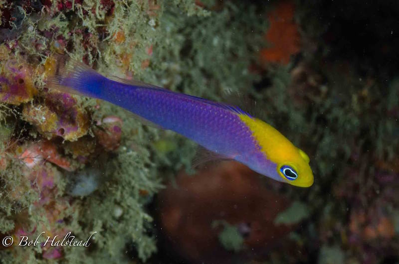 PNG’s Pictichromis aurifrons from Milne Bay show a gradient of color ...