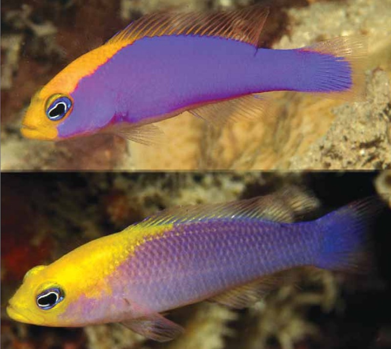 PNG’s Pictichromis aurifrons from Milne Bay show a gradient of color ...