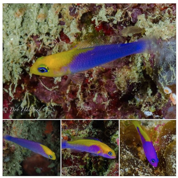 PNG’s Pictichromis aurifrons from Milne Bay show a gradient of color ...