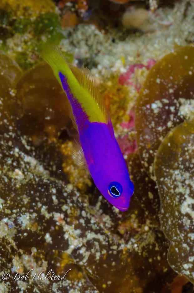 PNG’s Pictichromis aurifrons from Milne Bay show a gradient of color ...