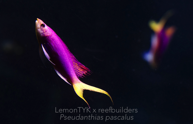 Awesome Fish Spotlight: Who took a tuka and made it pascalus? | Reef ...