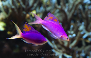 Awesome Fish Spotlight: Who took a tuka and made it pascalus? | Reef ...