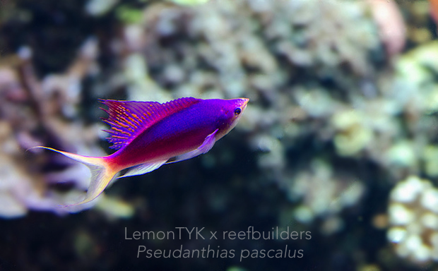 Awesome Fish Spotlight: Who took a tuka and made it pascalus? | Reef ...