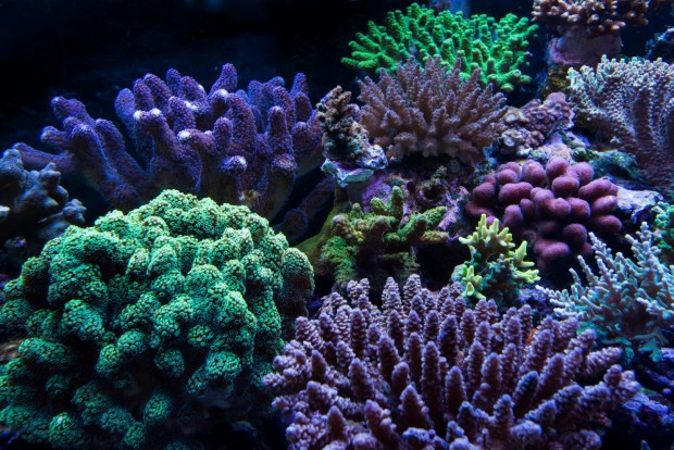 ‘Coral Spotting’ Is The New Trend In Tropical Reef Diving | Reef ...
