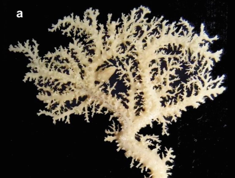 New species of Stylaster coral, Errina labrosa | Reef Builders | The ...