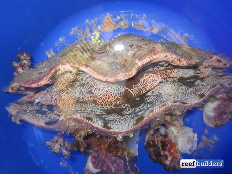 Devil Clam with psychedelic mantle pattern collected in Tonga | Reef ...