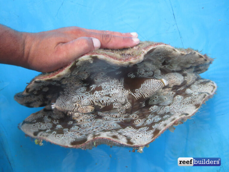 Devil Clam with psychedelic mantle pattern collected in Tonga | Reef ...