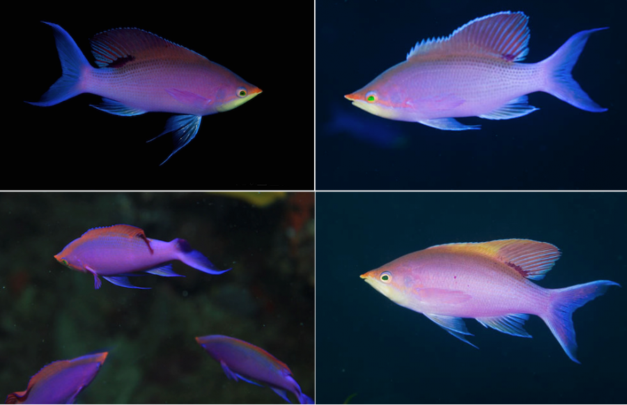 Awesome Fish Spotlight: Who took a tuka and made it pascalus? | Reef ...