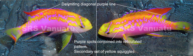Diversity and forms of the Pseudanthias ventralis species flock: How ...